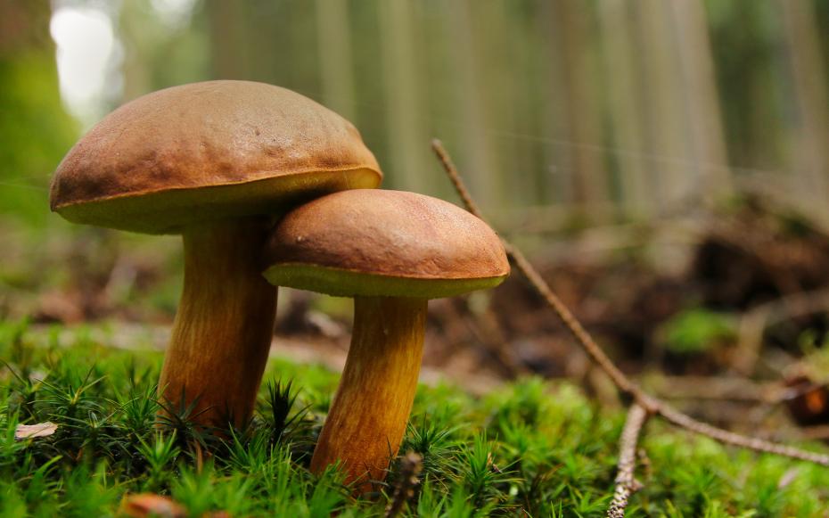 C’est la saison des champignons ! - Elle & Vire