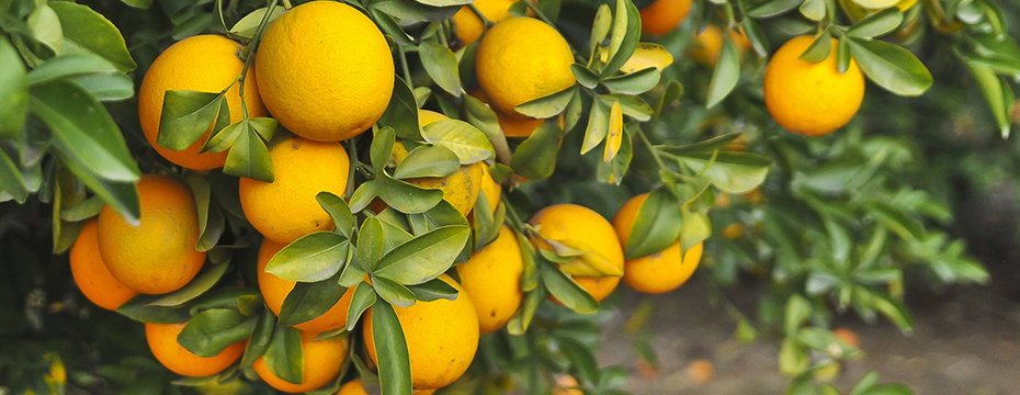L'Orange : Un fruit du soleil sur toutes les tables, toute l’année ...